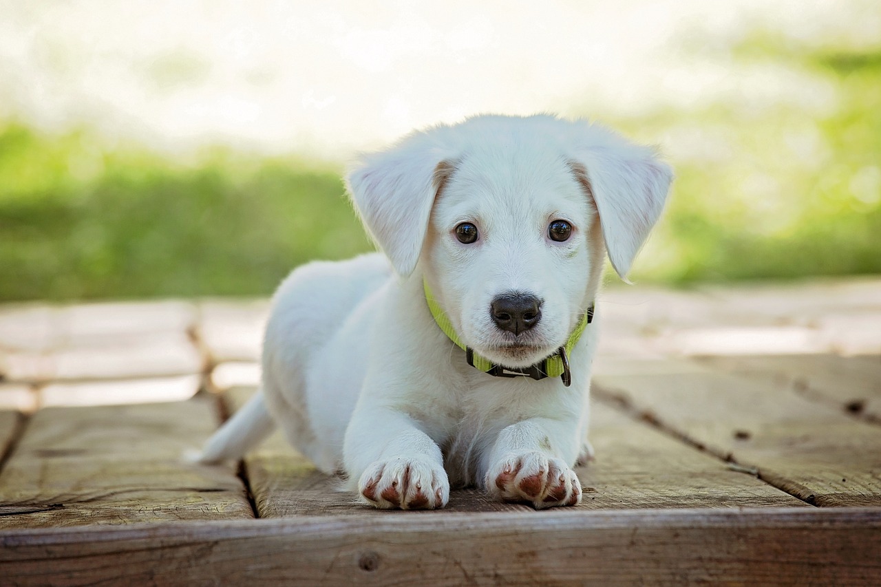 How To Puppy Proof Your Home - 10 Tips & Recommendations - Dog Starter ...